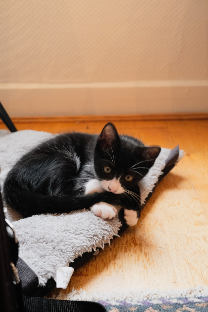 Adopter un chaton en appartement : tout ce que vous devez savoir